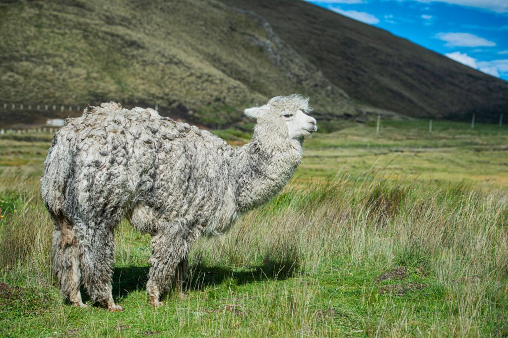 Beyond Wool: Discovering the Unmatched Softness of 100% Alpaca – R2 ...