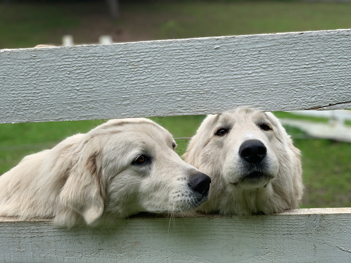 Italian Maremma Sheepdogs – R2 Hillside Ranch